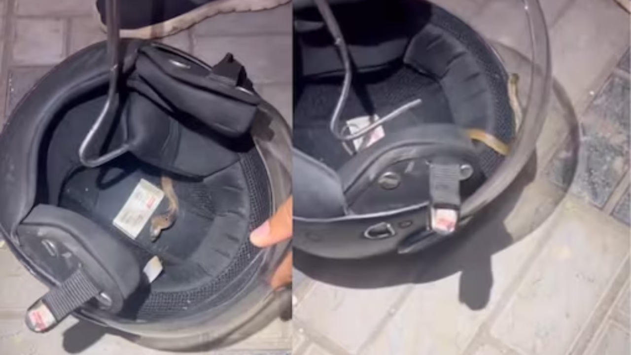 Watch: Man Discovers Snake Inside Helmet, Viral Video of Rescue Gets 46 ...