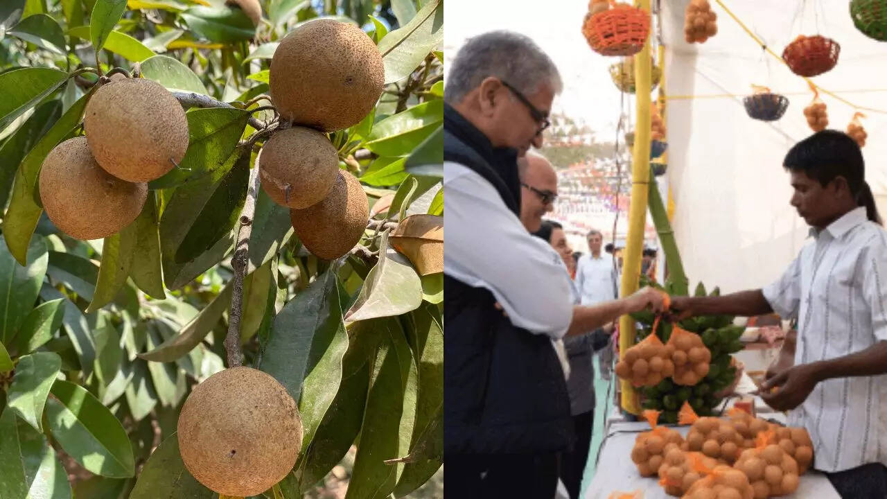 Chikoo Festival: Love Chikoos? Head To Maharashtra For A Unique ...