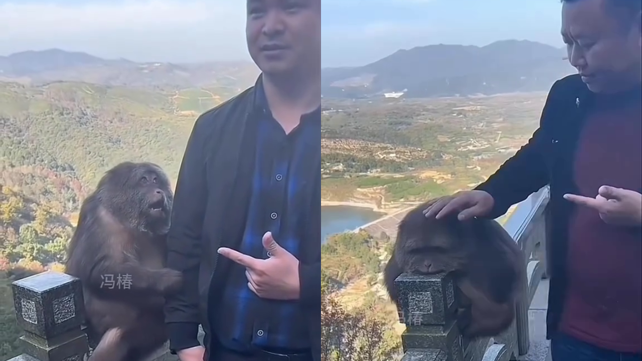 Viral Video: Adorable Monkey Left Sad and Disappointed After Failing to ...