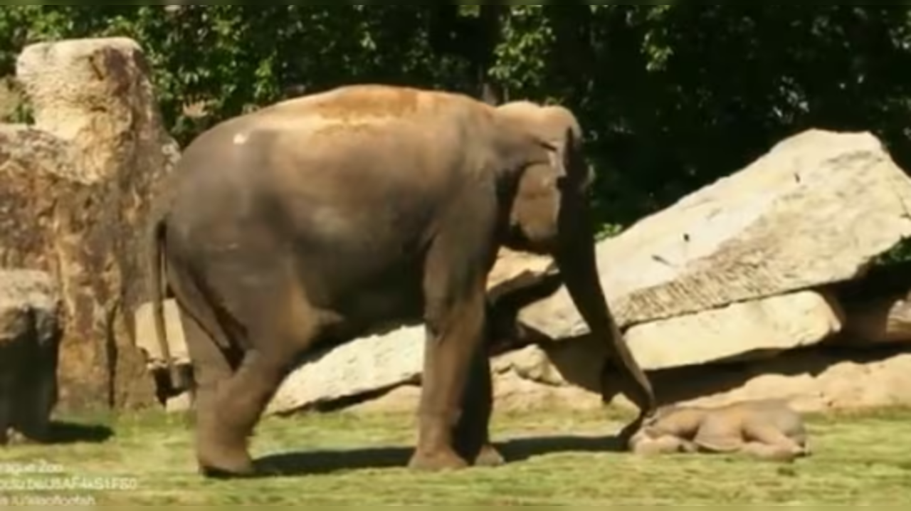 Watch: Internet Melts Over Elephant Mom's Determination To Rouse ...