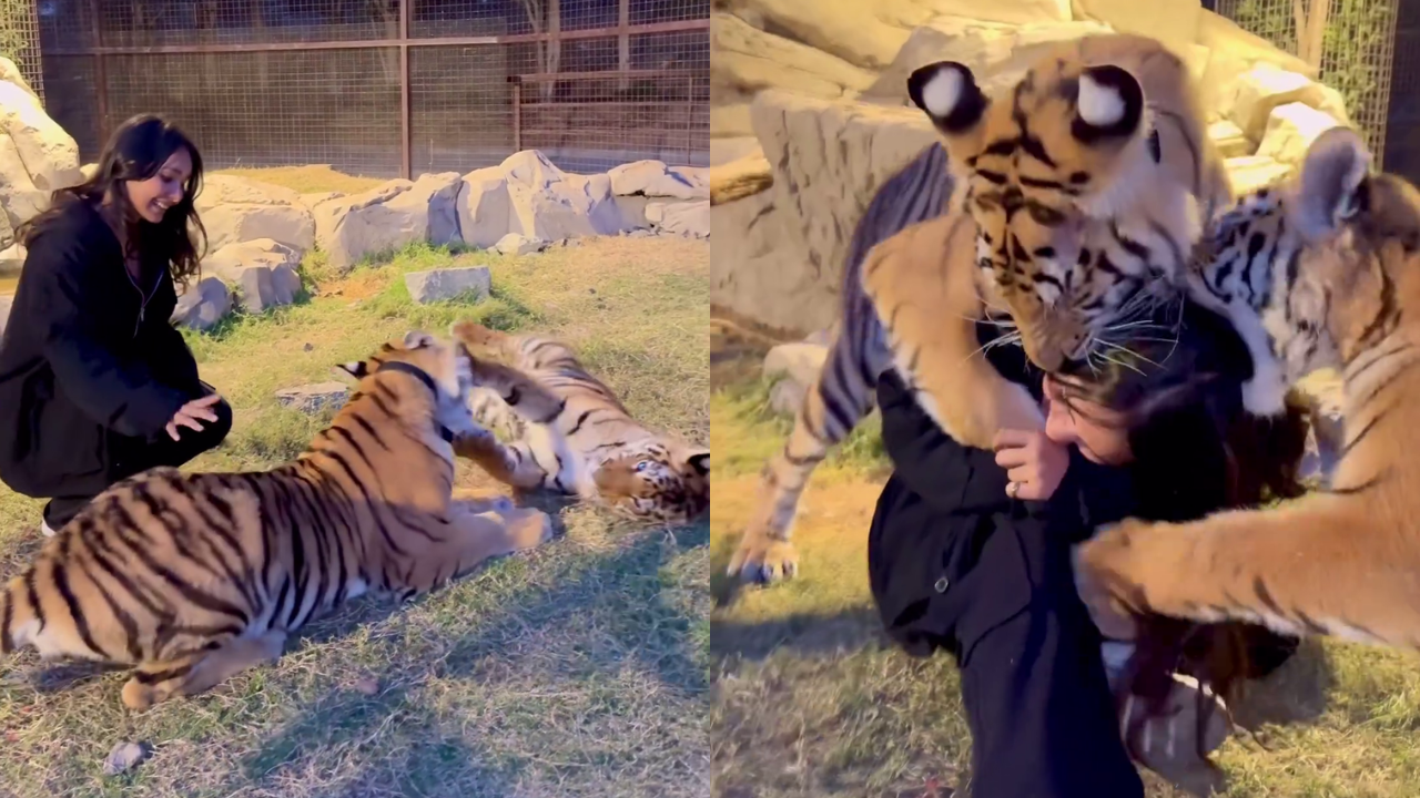 Viral Video: 2 Huge Tigers Attack Woman, Her Reaction Shocks Netizens. Watch | Times Now