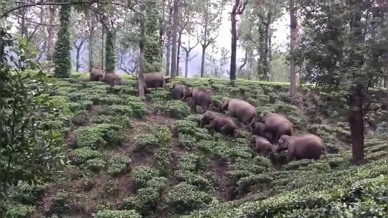 Watch: IAS Officer Shares Viral Video of Heartwarming Elephant Family ...