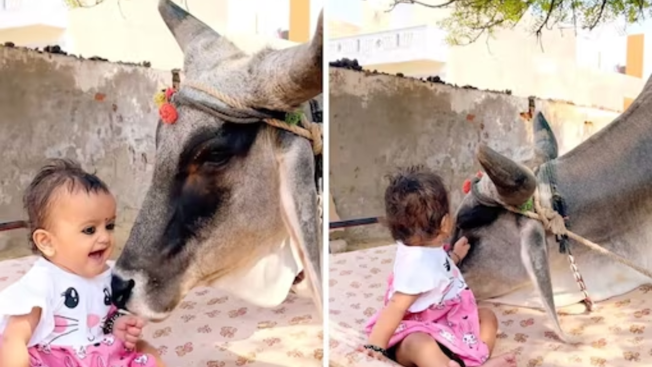 Watch: Heartwarming Viral Video Captures Baby Girl's Sweet Interaction ...