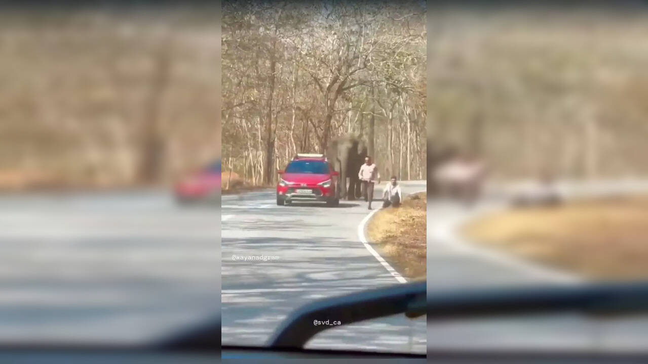 Elephant Chase Video: Close Encounter: Scary Moment When Elephant ...