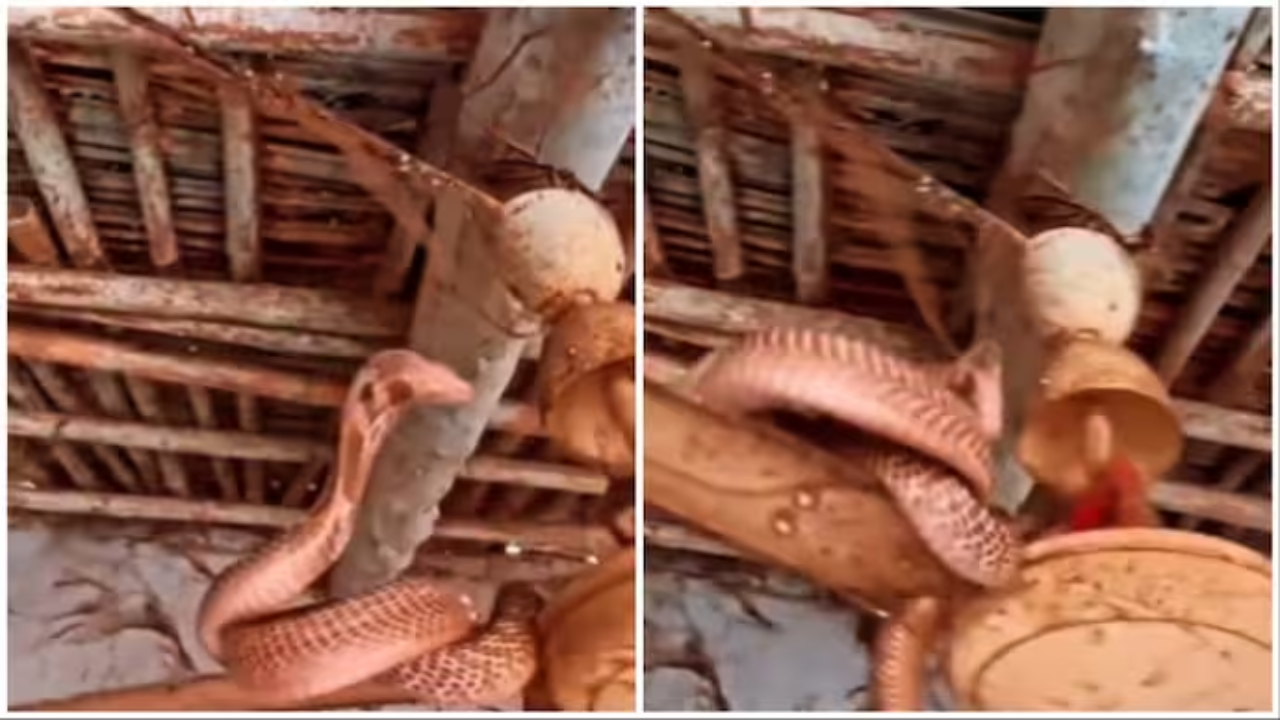 Viral Video: King Cobra Chilling On Top Of Moving Ceiling Fan Will Give ...