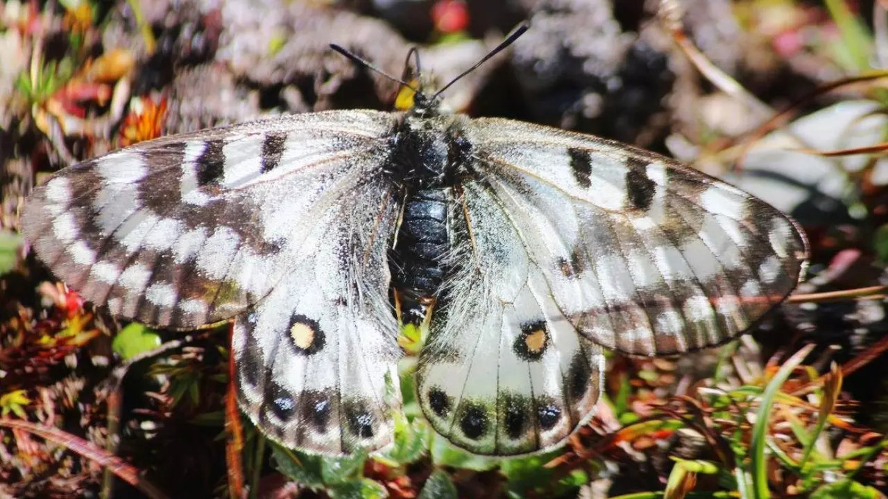Rare Butterfly Himachal Pradesh: Rare Dusted Apollo Makes Debut ...
