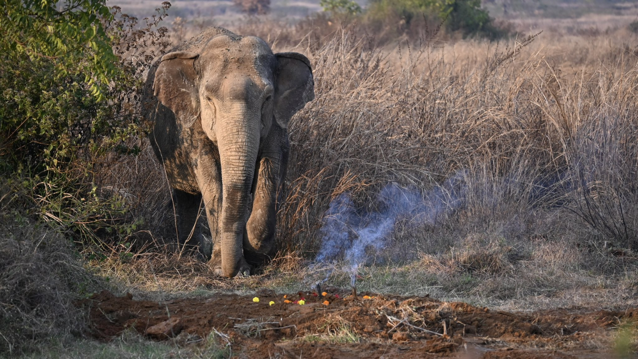 Viral Post: Heartbreaking Pic Shows Elephant Mourning For Dead Calf ...