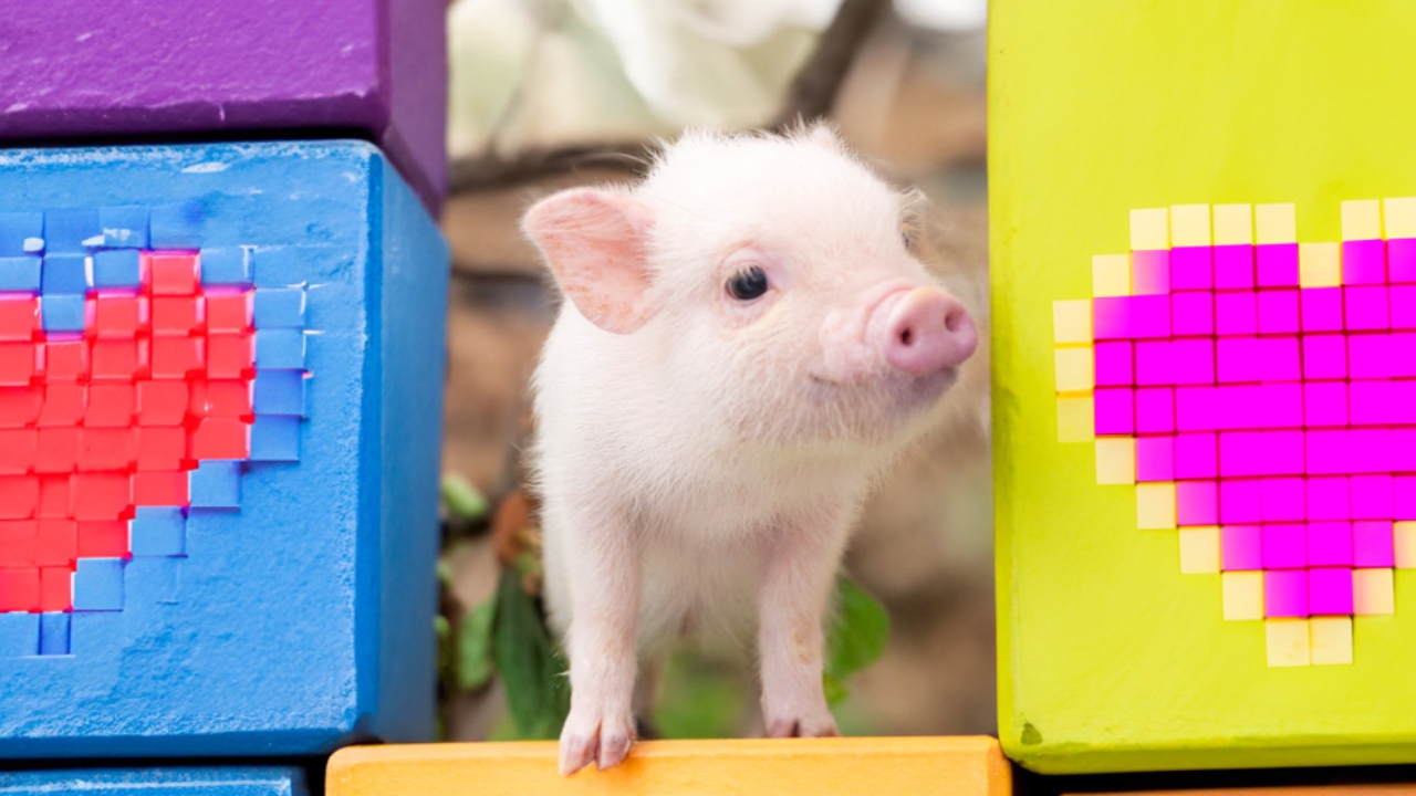 Forget Therapy Dogs, Micro Pigs Are the New Stress Relievers At This ...