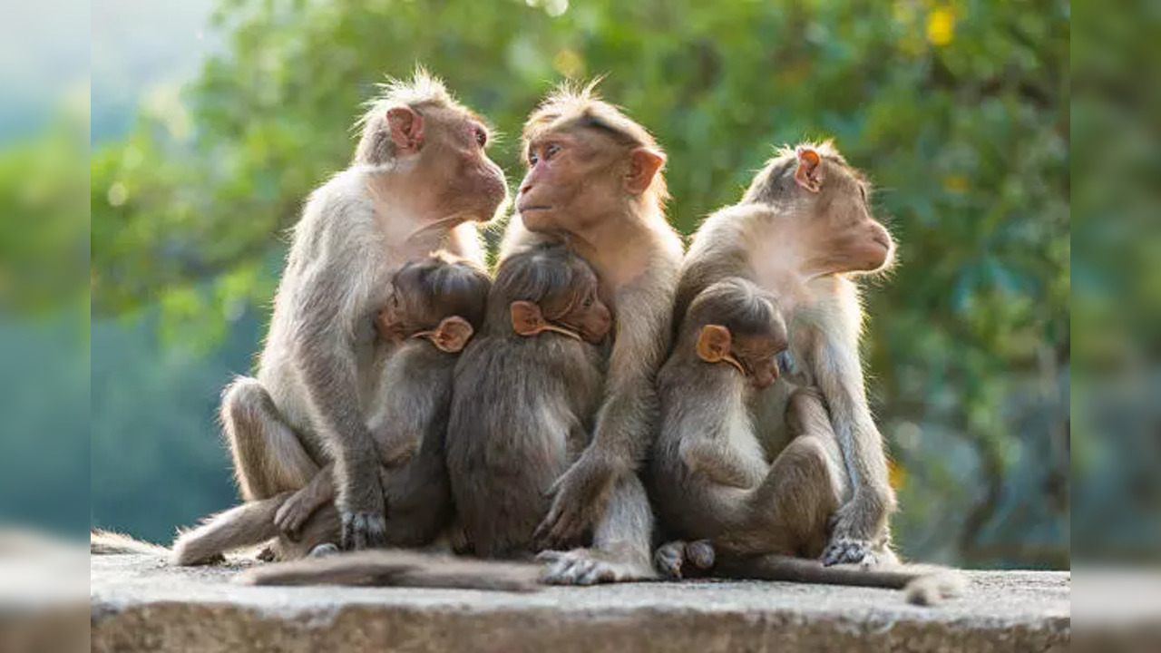 Monkey Fever On The Rise: Know All About This Viral Hemorrhagic Fever ...