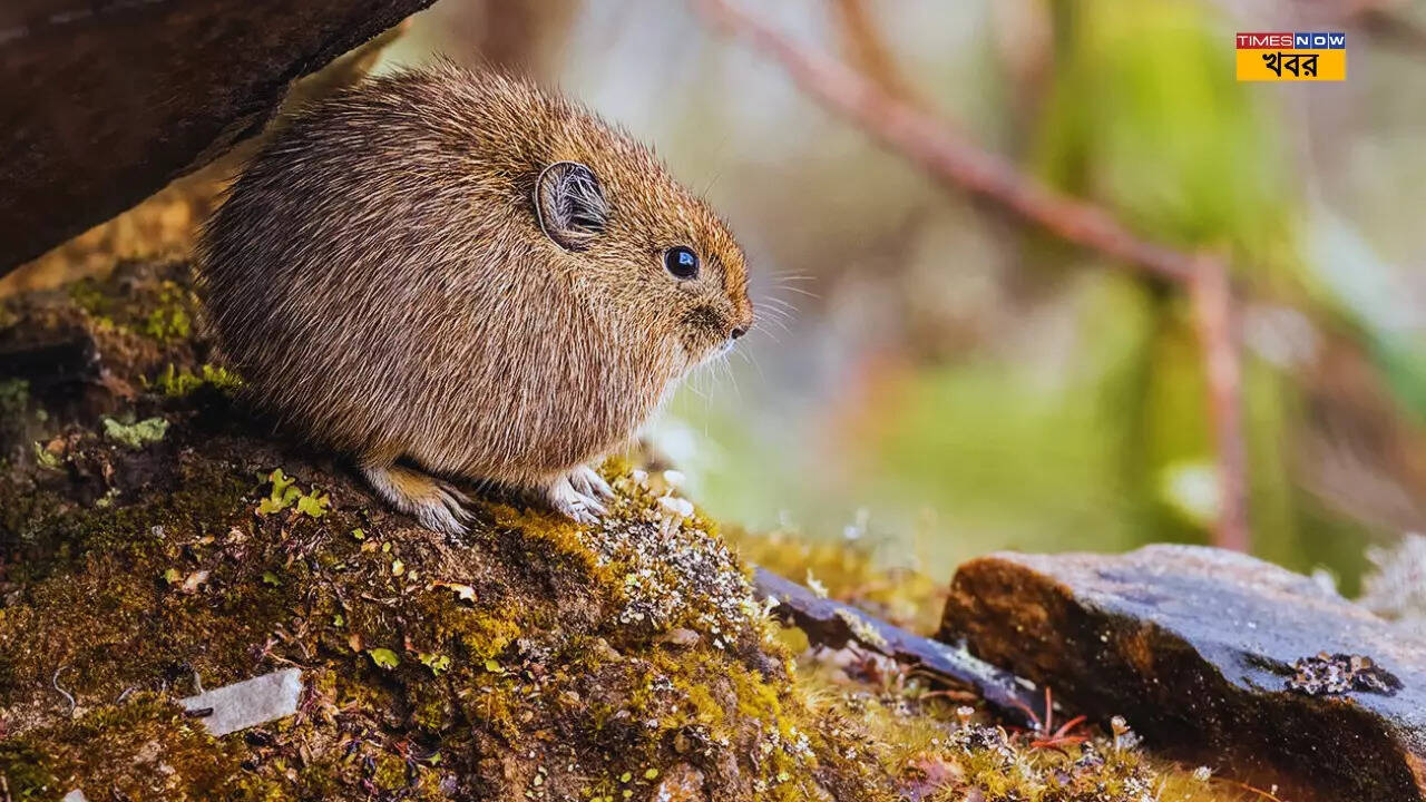 ইঁদুর তাও আবার লেজহীন! ভাইরাল সেই ছবি | Times Now Bengali