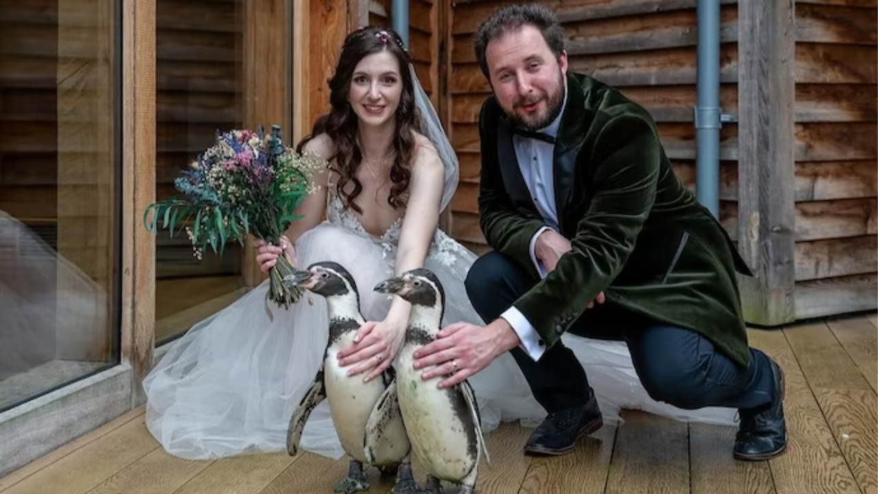 Netizens Laud This British Couple for Having Penguins as the Ring ...