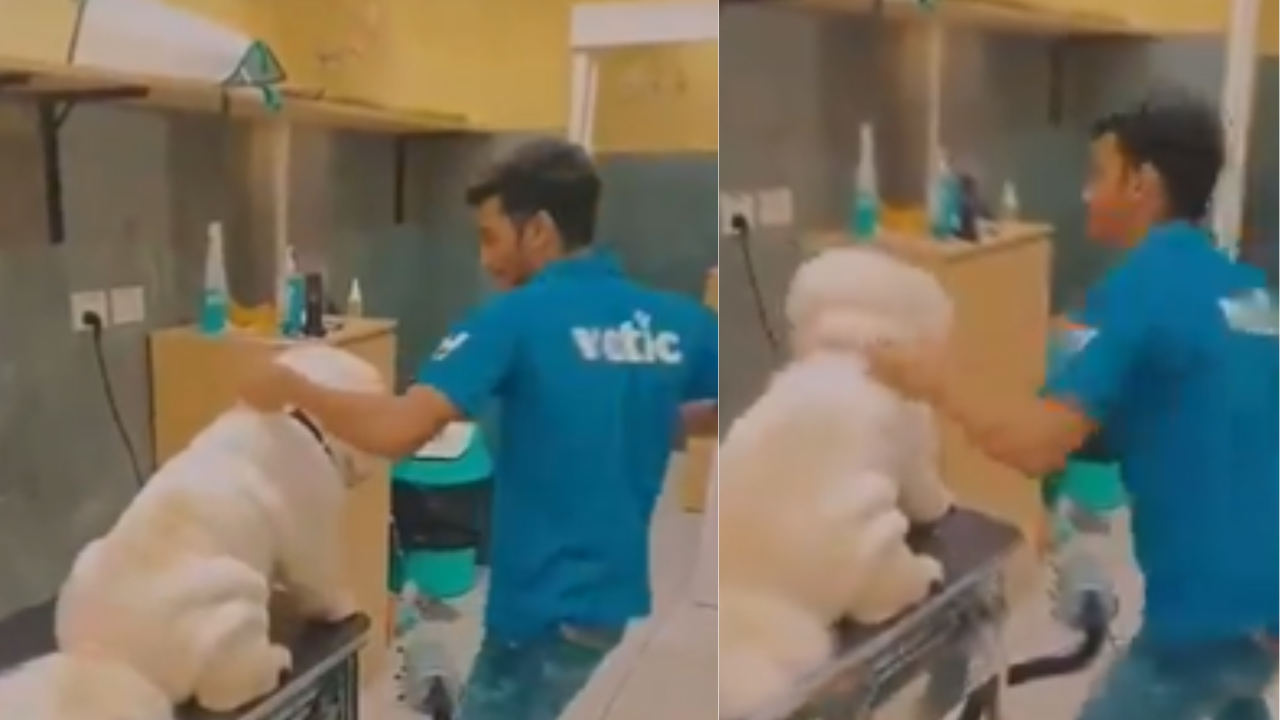Vetic Pet Clinic Thane: Video| Man Hitting Dog At Thane’s Vetic Pet ...