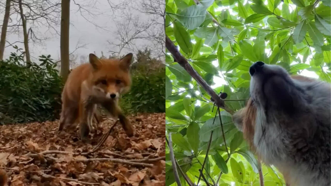 Animal Rescuer Shares Adorable Video Selfie of Fox Who Stole His Phone ...