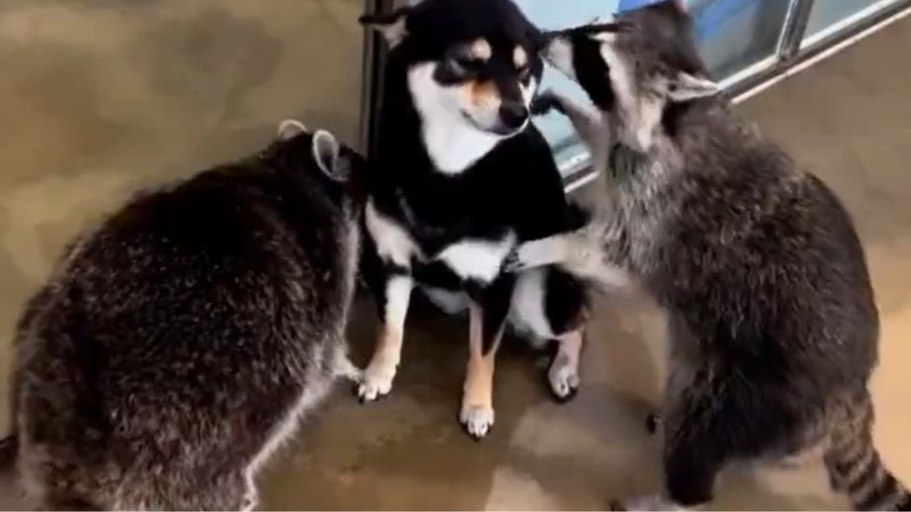 These Raccoons Have a Unique Friend; Watch the Cute Video | Times Now