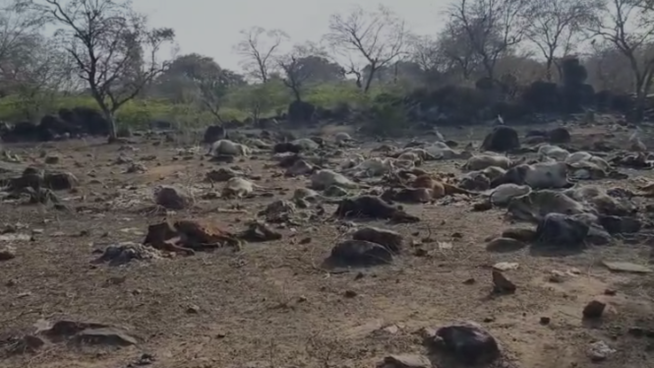 Hundreds Of Cows Found Dead In A Jungle In Shivpuri | VIDEO | India ...