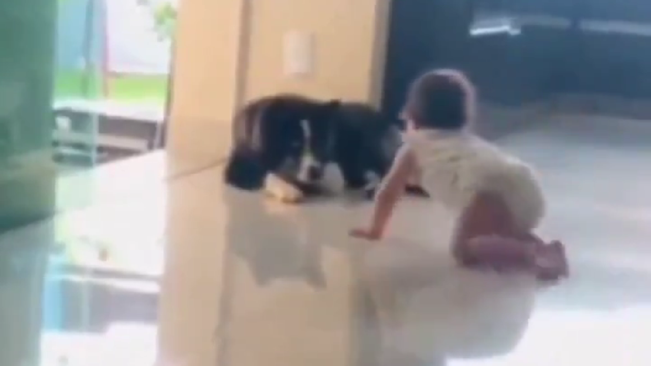 Pet Dog Saves Toddler From Falling Down The Stairs, Viral Video is ...