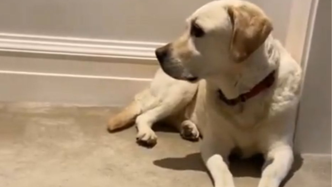 ‘Practicing For Olympics’: This Lightning Fast Creature Jumbled the Dog ...