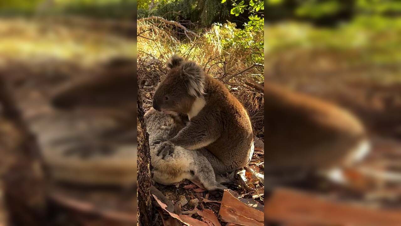 Koala Clings to Lifeless Mate in Australia, Viral Video Will Make You Tear Up | Times Now