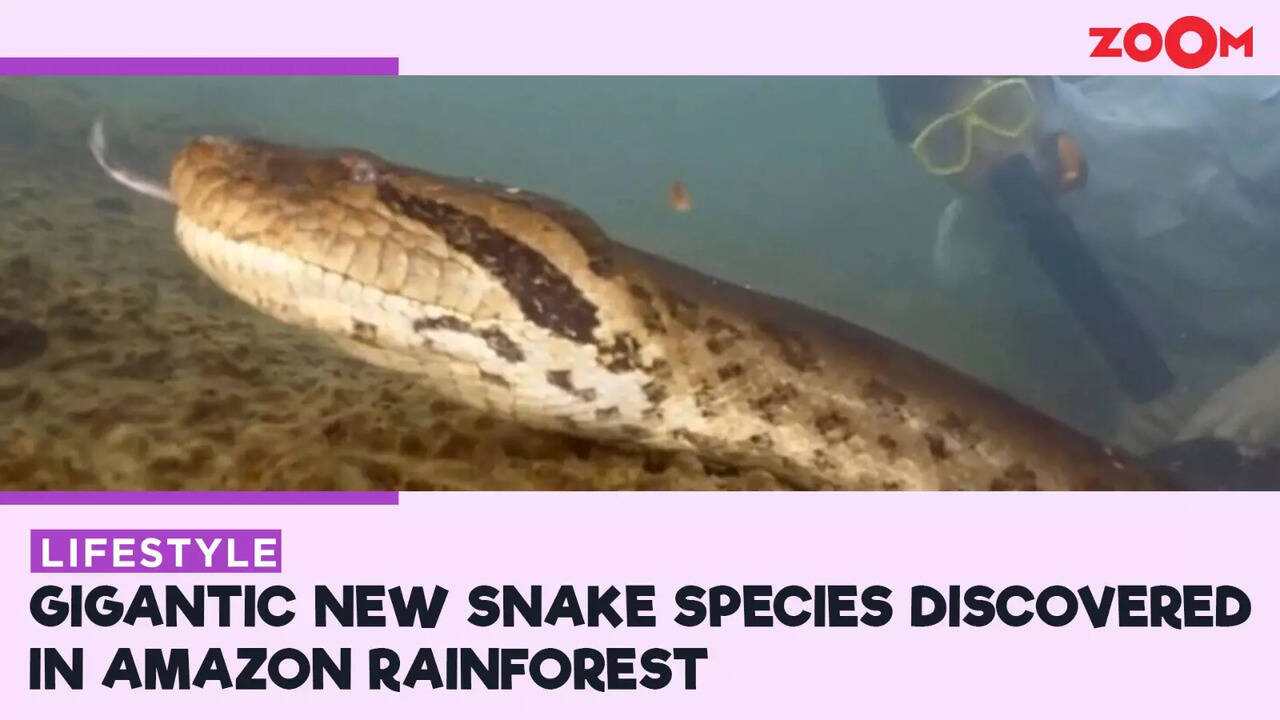 World's biggest snake? Scientists reveal giant new species found in the ...
