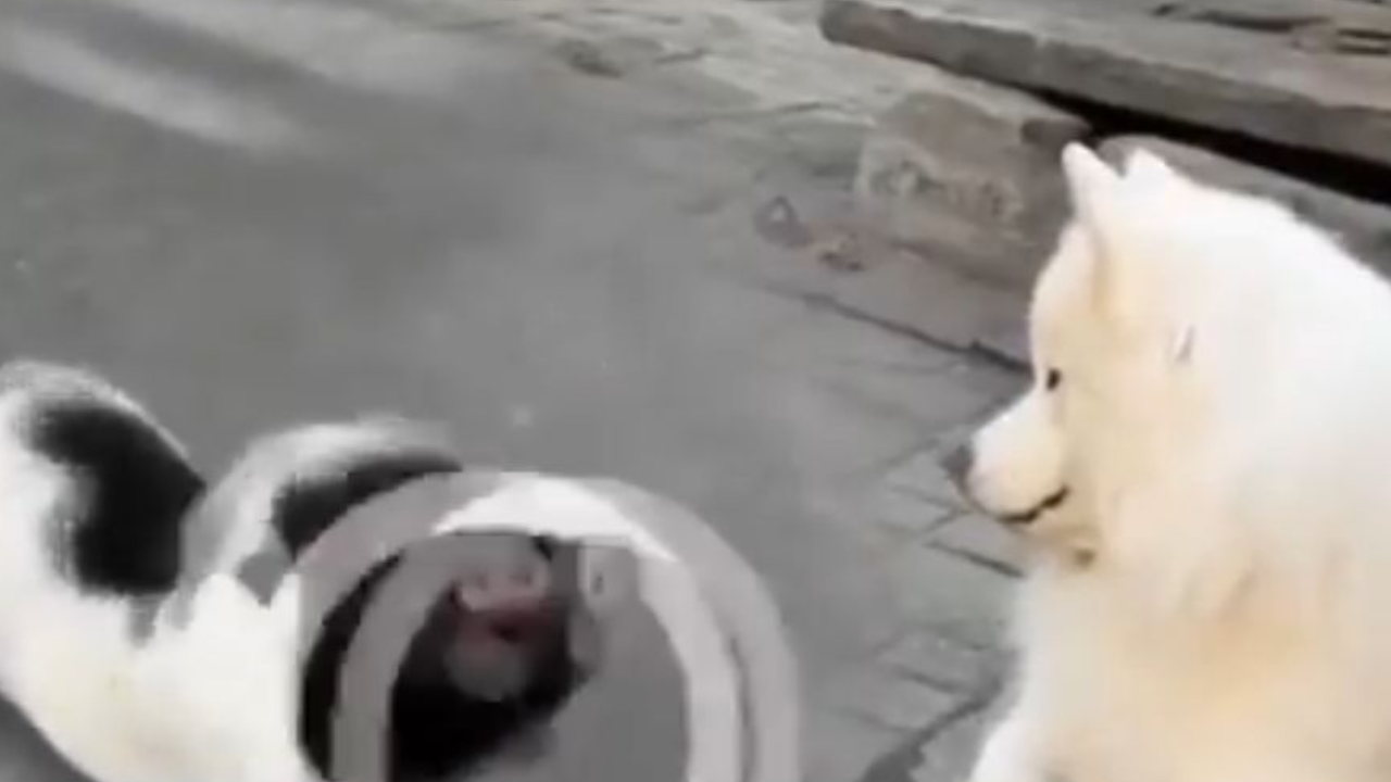 Watch | This Piglet’s Hula Hoop Performance For His Dog Friend is Mood ...