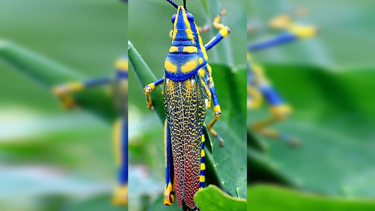 Watch | And The Award For the Best Cat Walk Goes To..... | Times Now