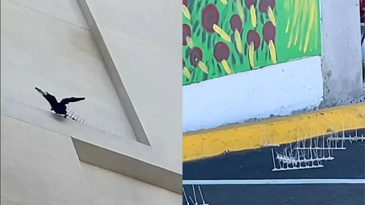 Watch: Crow Removes Bird Prevention Spikes From California Building ...