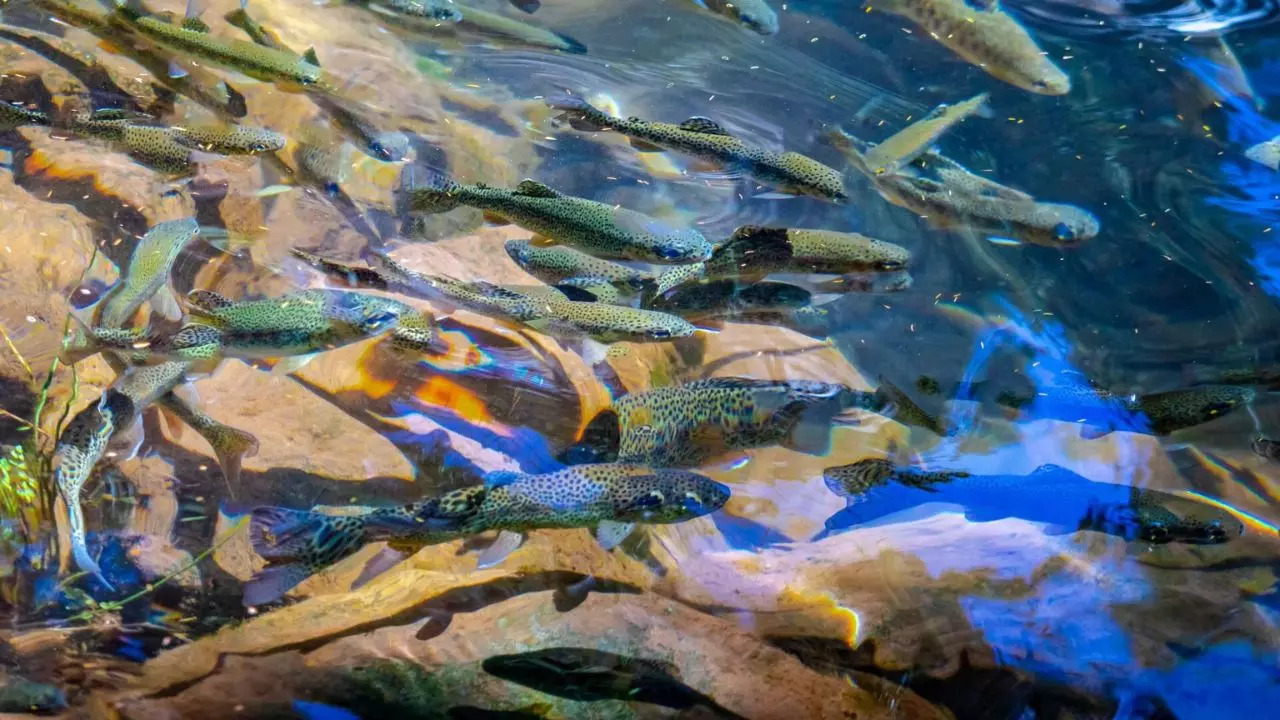 California Salmon Release Ends In Disaster As 800,000 Fry Fall Victim ...