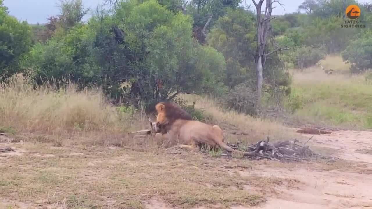 Viral Video: Lion's Deadly Attack on Wild Dogs Caught on Cam, Netizens ...