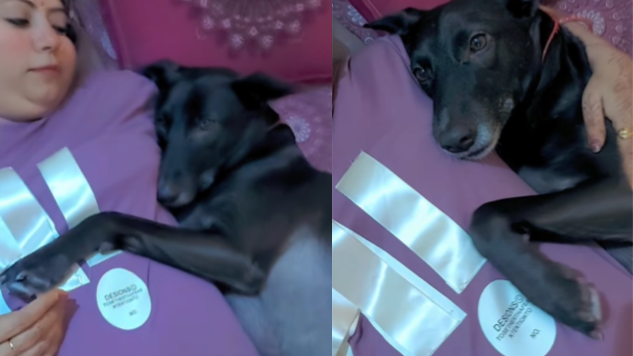 Watch: Adorable Dog Sleeps With Owner Like Human Baby, Refuses to Wake ...