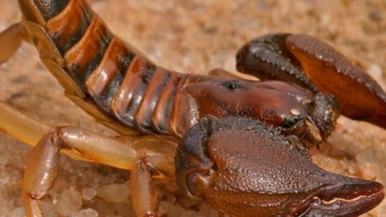 Scorpion Stings US Man On His "Private Area" While Sleeping: "Felt Like ...