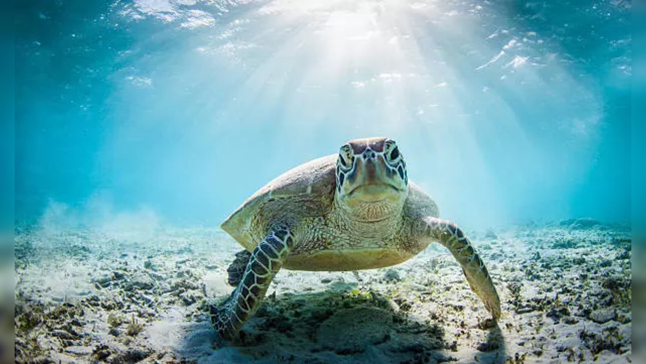 Sea Turtle Chelonitoxism Deaths: 8 Kids Killed, Over 75 People Injured After Eating Sea Turtle ...