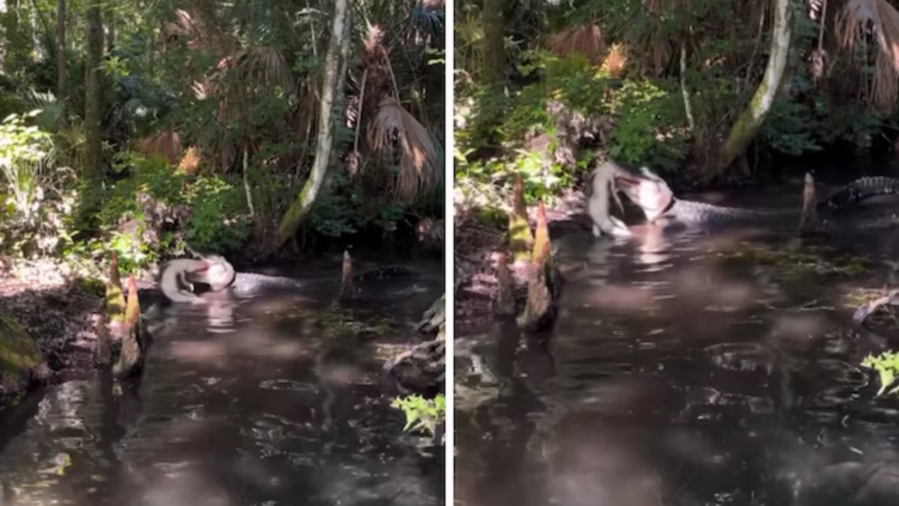 Watch: Massive Alligator Caught Eating Another in Astonishing Viral ...