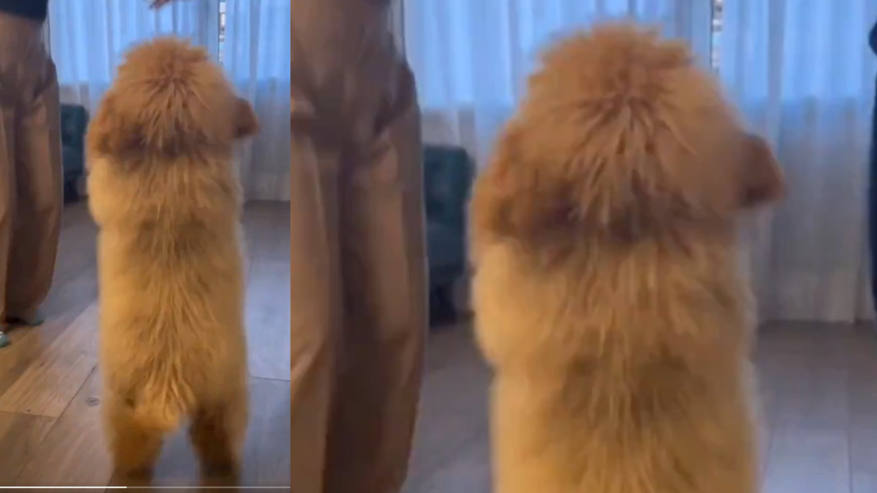 Watch | And The Award For The Best Dancing Dog Goes To...... | Times Now