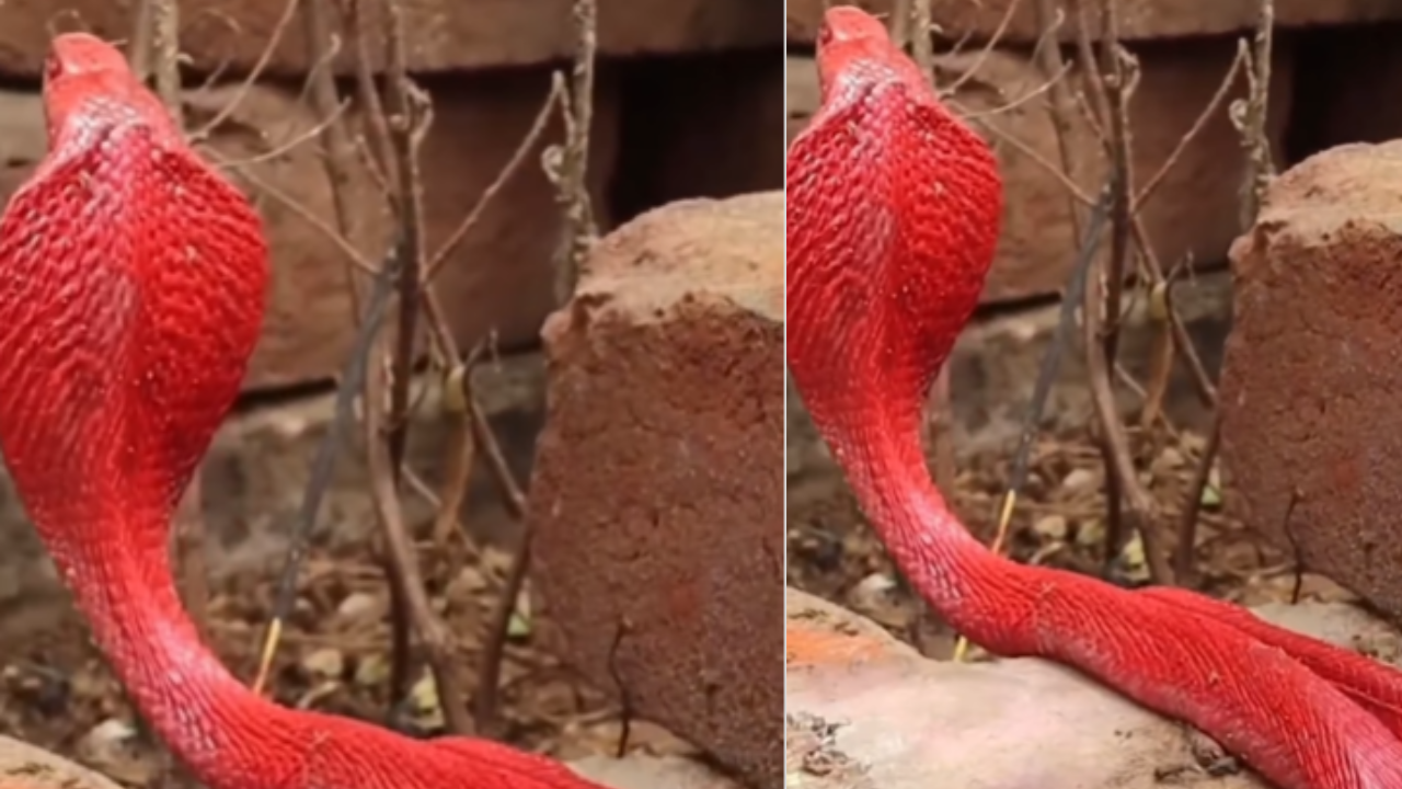 Viral Video Shows Red-Spitting Cobra; Netizens Ask Real or Fake ...