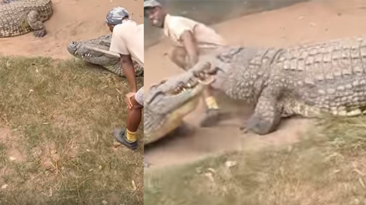 Watch: Zookeeper Has a Narrow Escape From Crocodile Attack In Spine ...