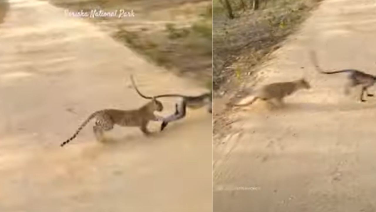 Watch: Tourists Record Chilling Encounter As Leopard Hunts Monkey At ...