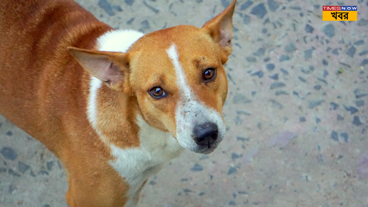 Dog Crying Signs: রাতের বেলায় কুকুরের কান্না কি অশুভ ইঙ্গিত? জানুন এর ...