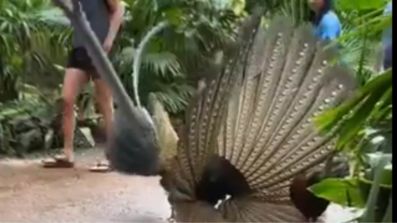 Video Of Male Pheasant Trying To Impress Partner With Mating Dance Goes ...