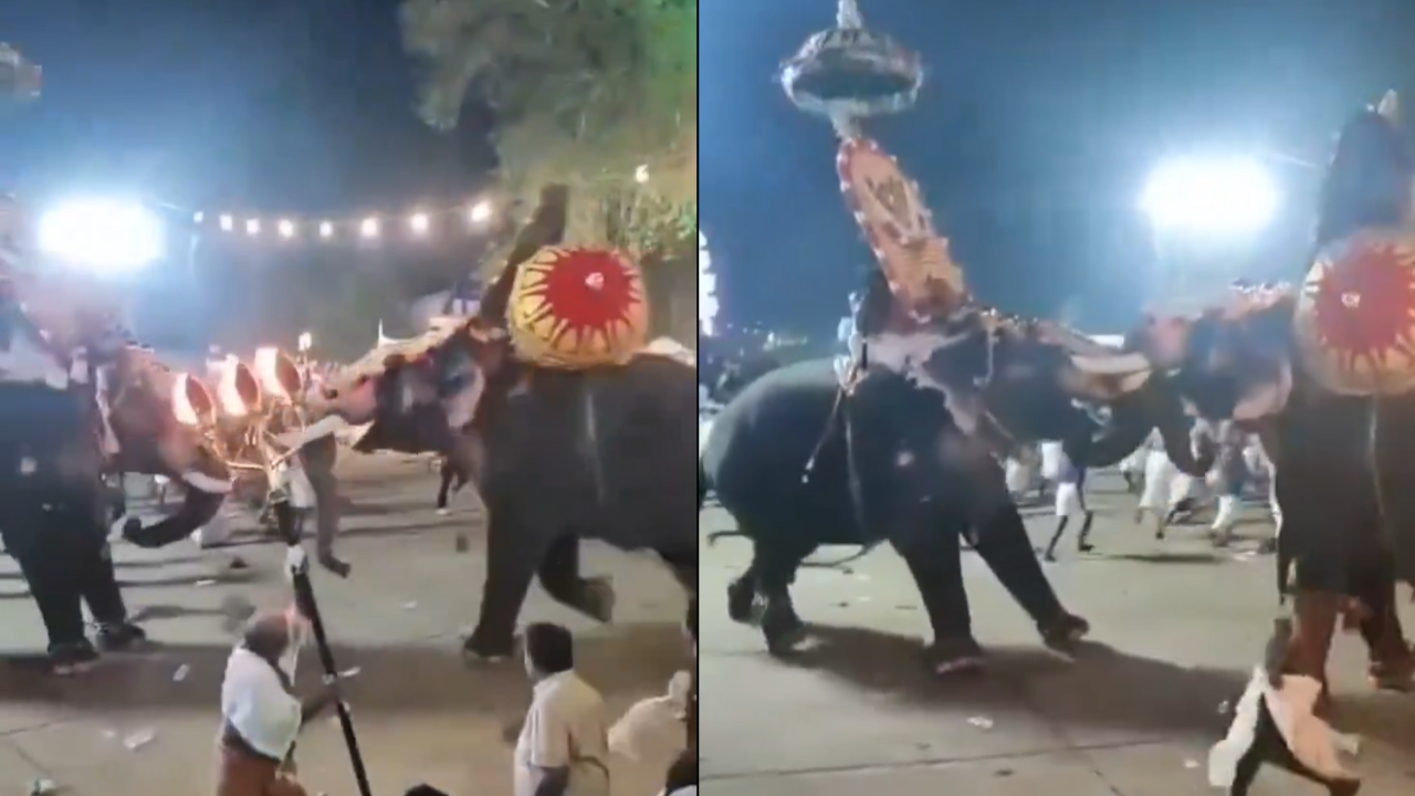Viral Video: Elephant Charges At Another Elephant During Kerala Temple ...