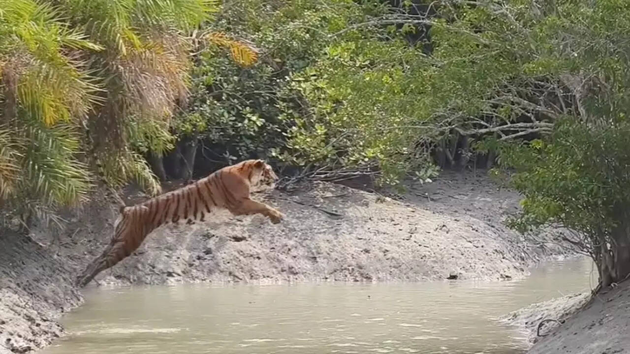 See It to Believe It: Tiger Jumps 20 Feet Across Water in Sunderbans ...