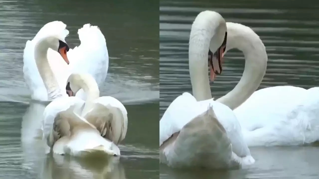 Mesmerizing Swan Mating Dance Goes Viral, Watch the Breathtaking Video | Times Now