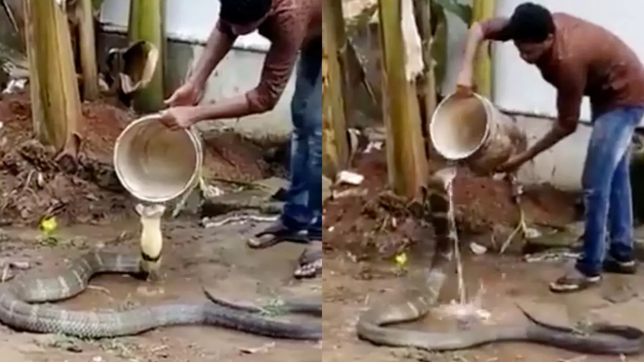 Snake Bath Time: Viral Video Shows Man Bathing King Cobra With Bucket Water | Times Now