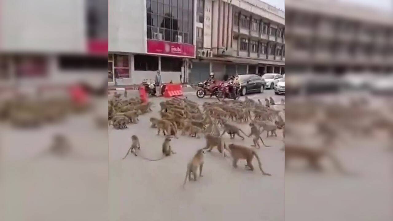 Watch: Rival Monkey Gangs Take Over Thailand Town | Times Now