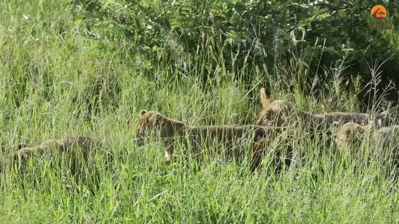 Viral Video: 6 Adorable Lion Cubs Snuggle Mom in Touching Reunion ...