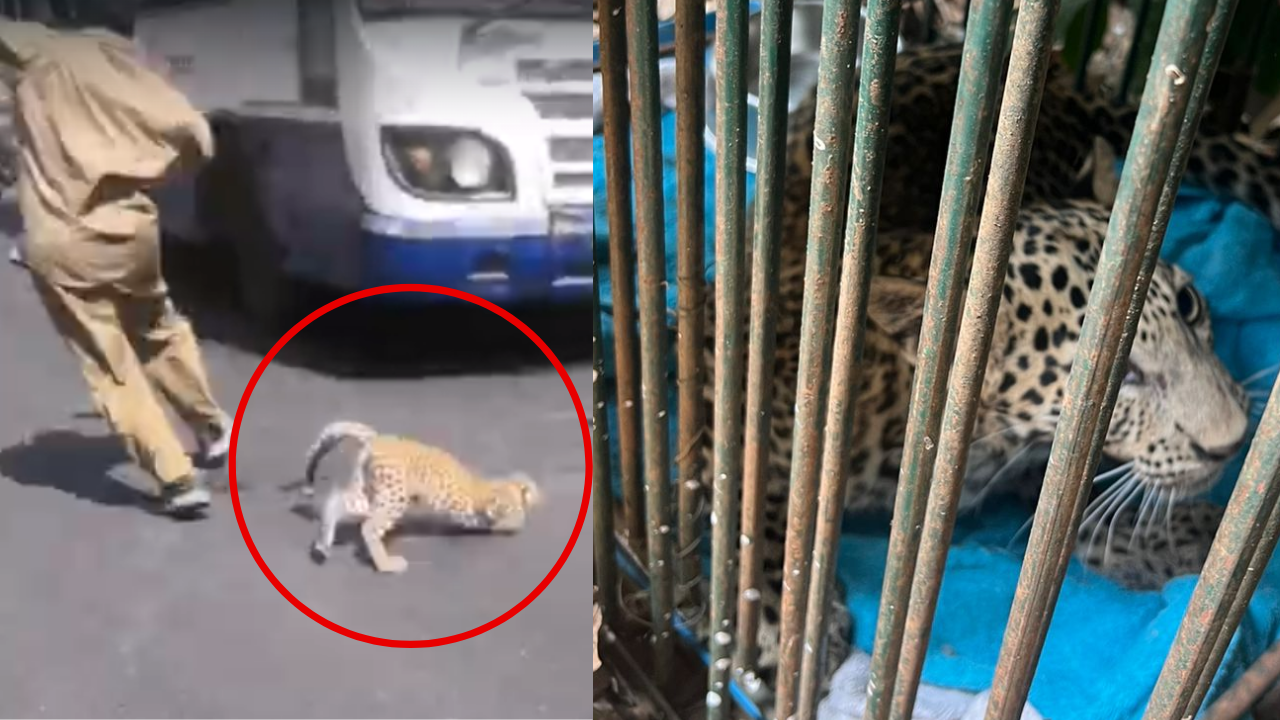 Leopard Spotted Near Bangalore: Bengaluru: Leopard Scare in Turahalli Forest Area, Cub Rescued ...