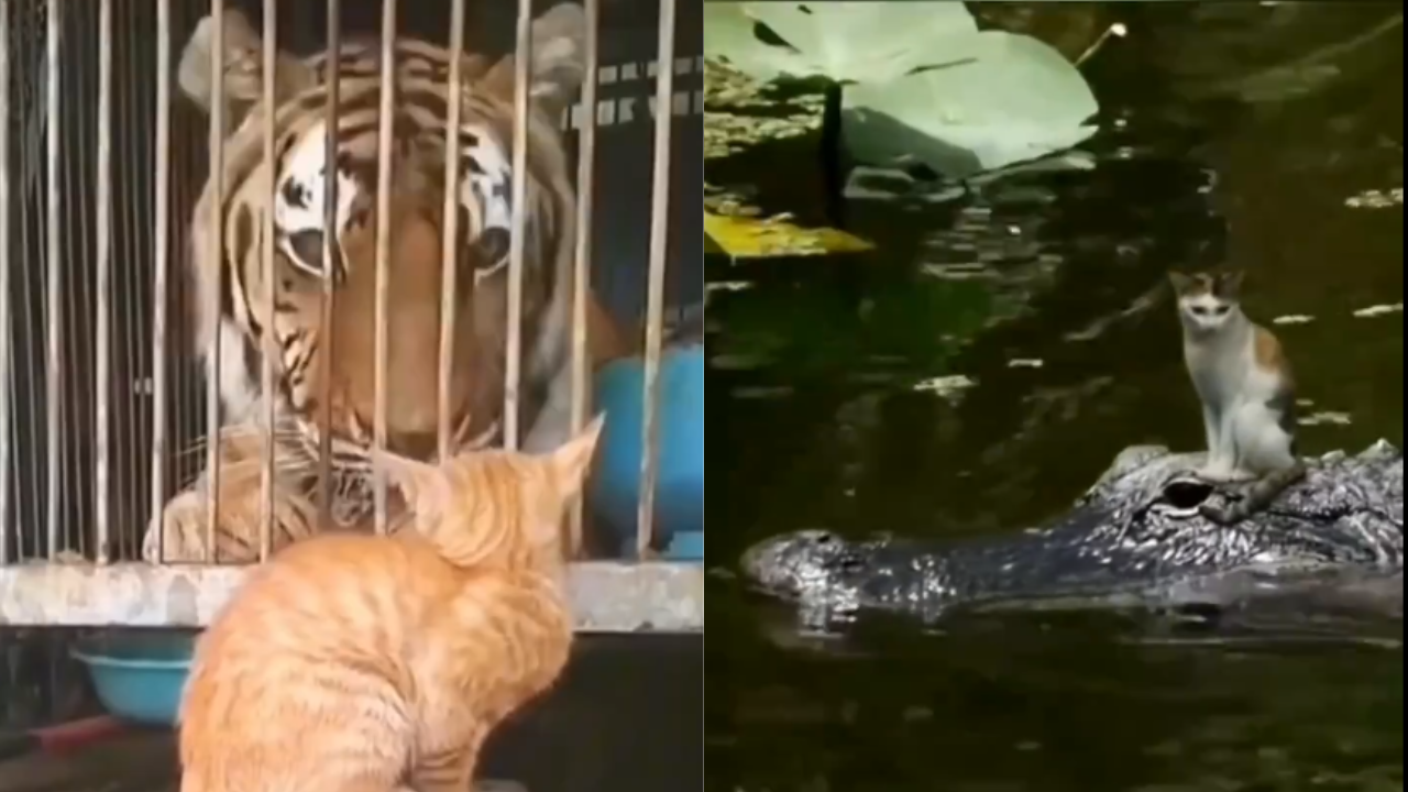 This Viral Video Is Proof That Cats Are The Bravest & Most Fearless ...