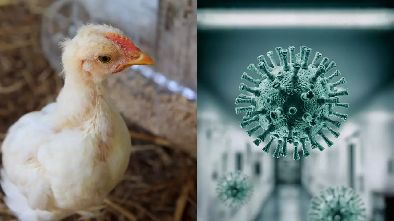 H5N1 Bird Flu Pandemic could be ‘100 Times Worse Than COVID Outbreak ...