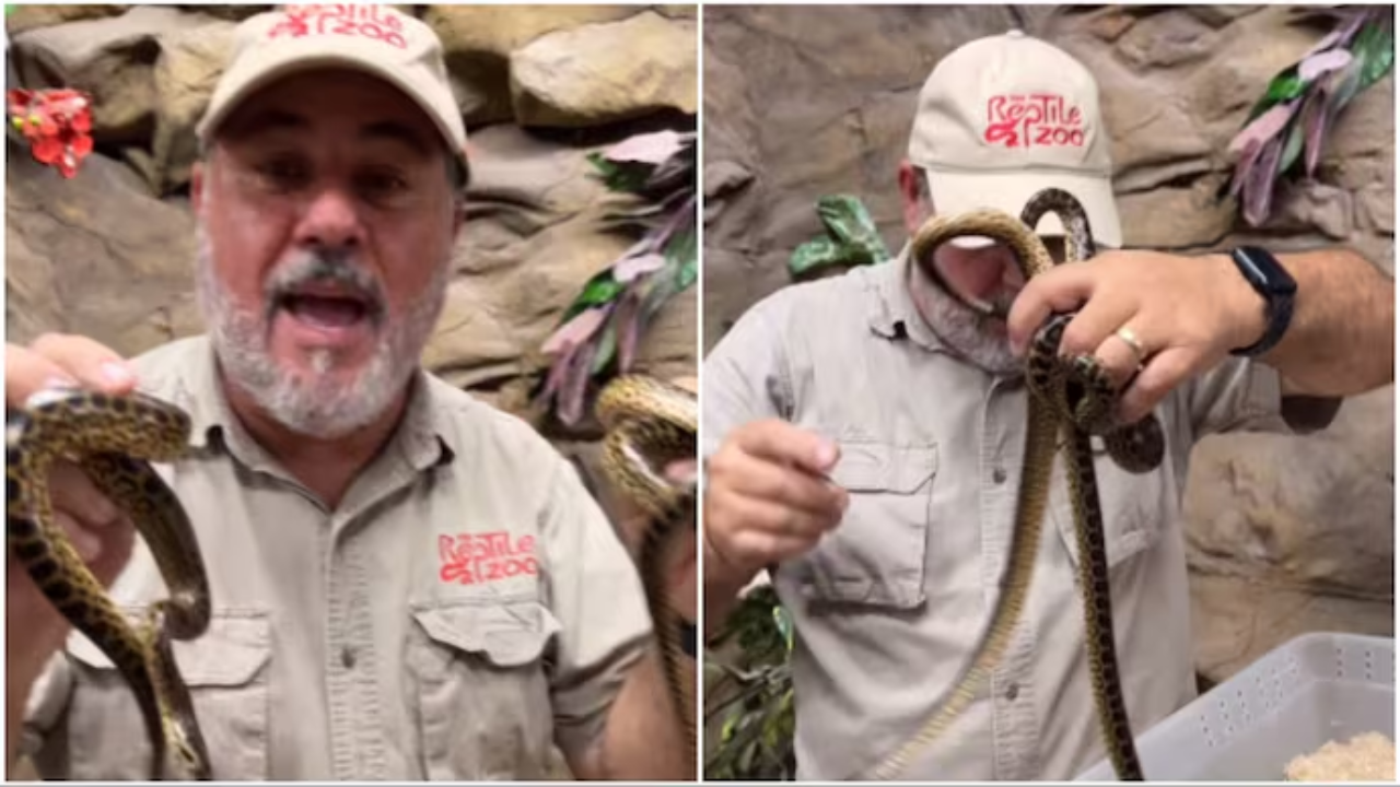 Viral Video: Zookeeper Faces Off Against Feisty Baby Anacondas. Watch ...
