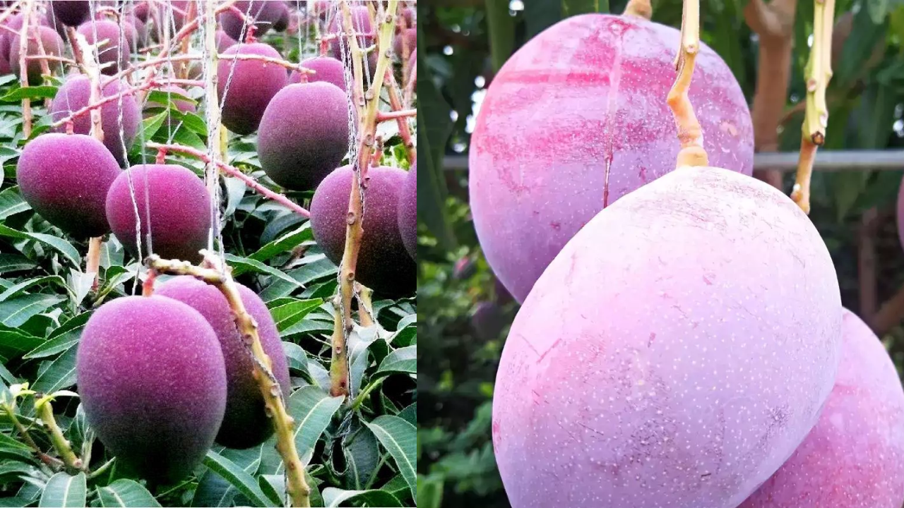 Most Expensive Mango: हापूस नव्हे; हा आहे जगातील सर्वात महागडा आंबा ...