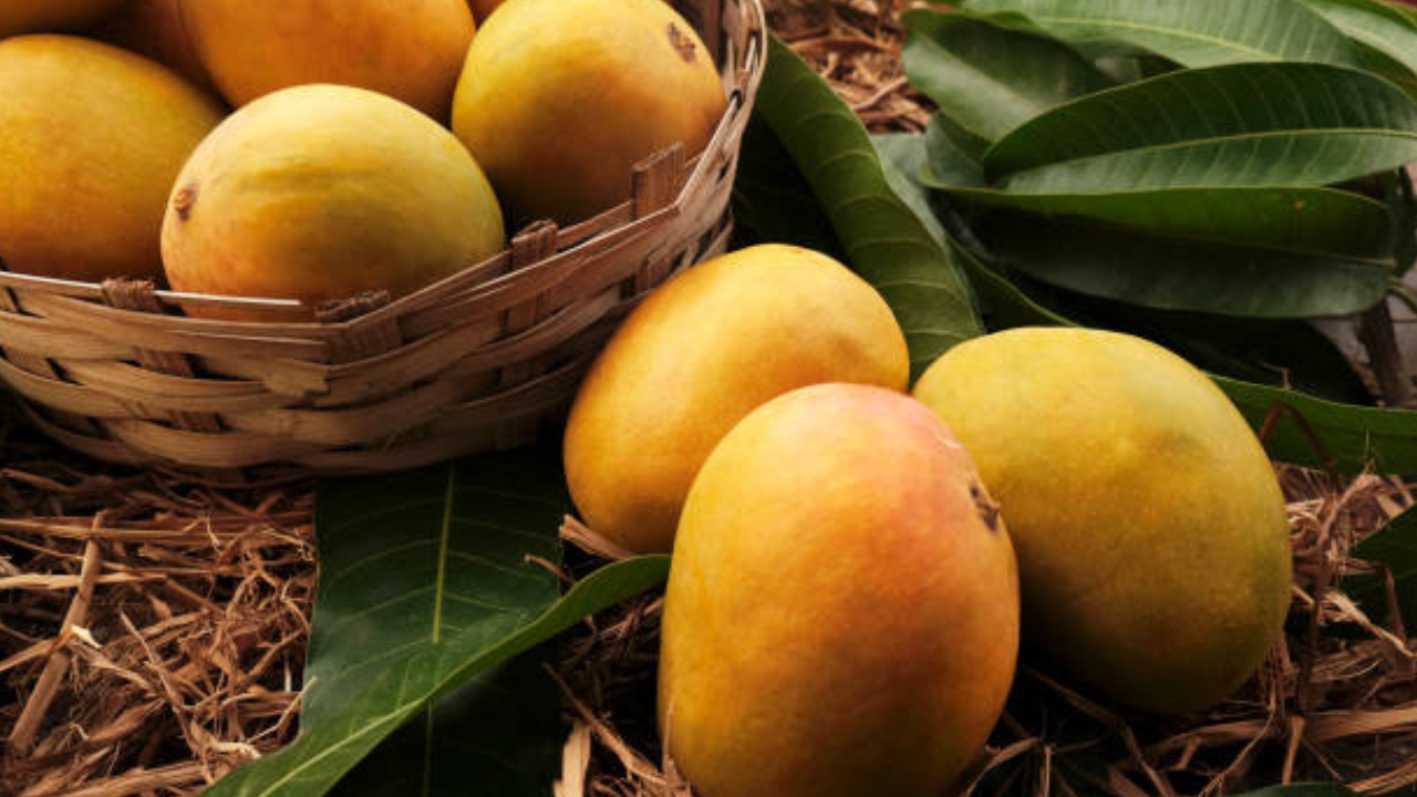 Alphonso Mango: खरा हापूस आंबा ओळखणे कठीण झाले? तर 'या' टिप्सने होणारी ...